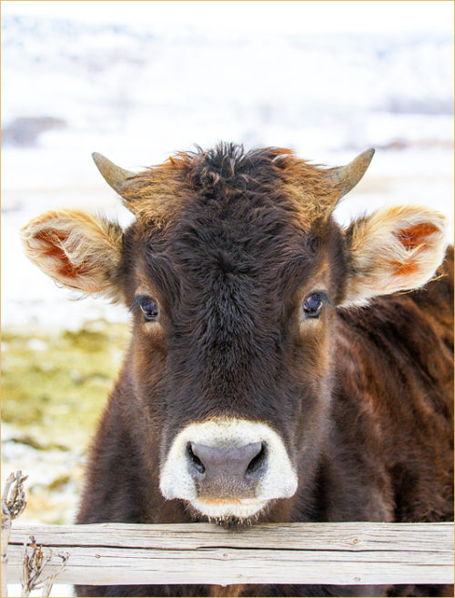 Miss Mara : HONEY ROCK DAWN